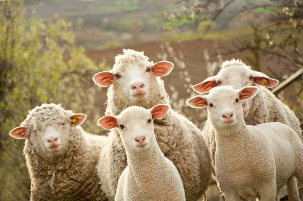 All you need to know about sheep vaccines - Uckfield Vets