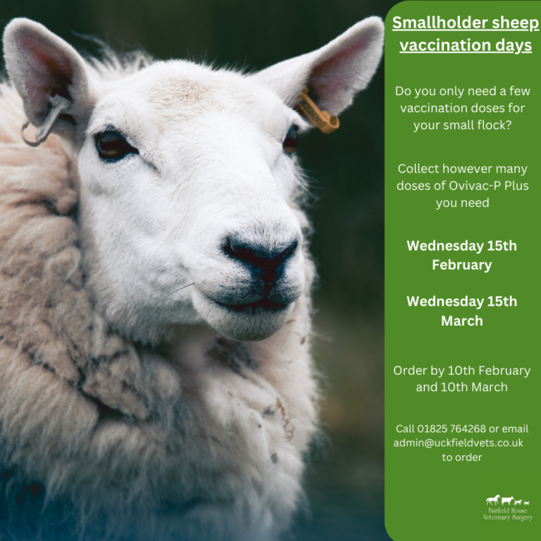 Smallholder Sheep Vaccination Days - Fairfield House Vets - Uckfield