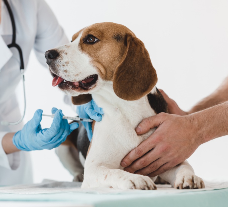 An update to your dog’s leptospirosis vaccination 💉🐾 - Fairfield House ...